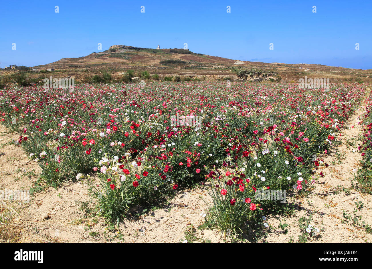Ta gurdan lighthouse gozo malta hi-res stock photography and images - Alamy