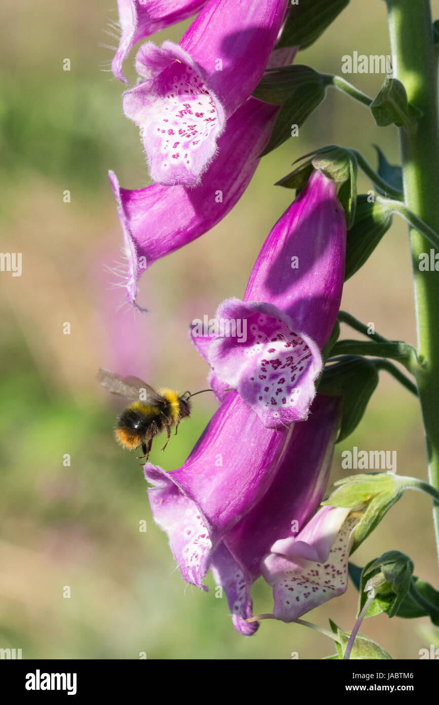 Honey bee nectaring on foxglove Stock Photo - Alamy