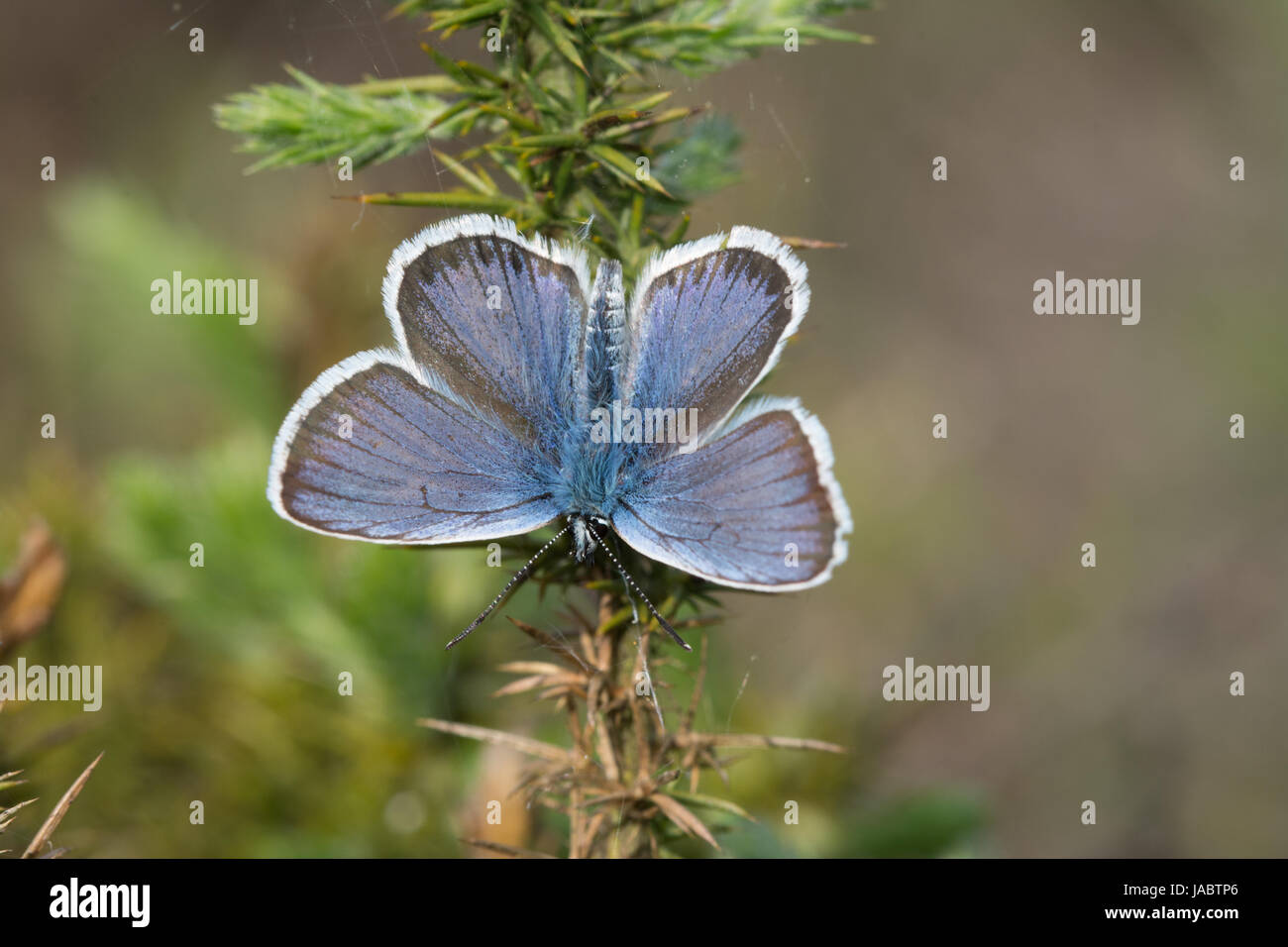 Silver studded blue butterfly hi-res stock photography and images - Alamy