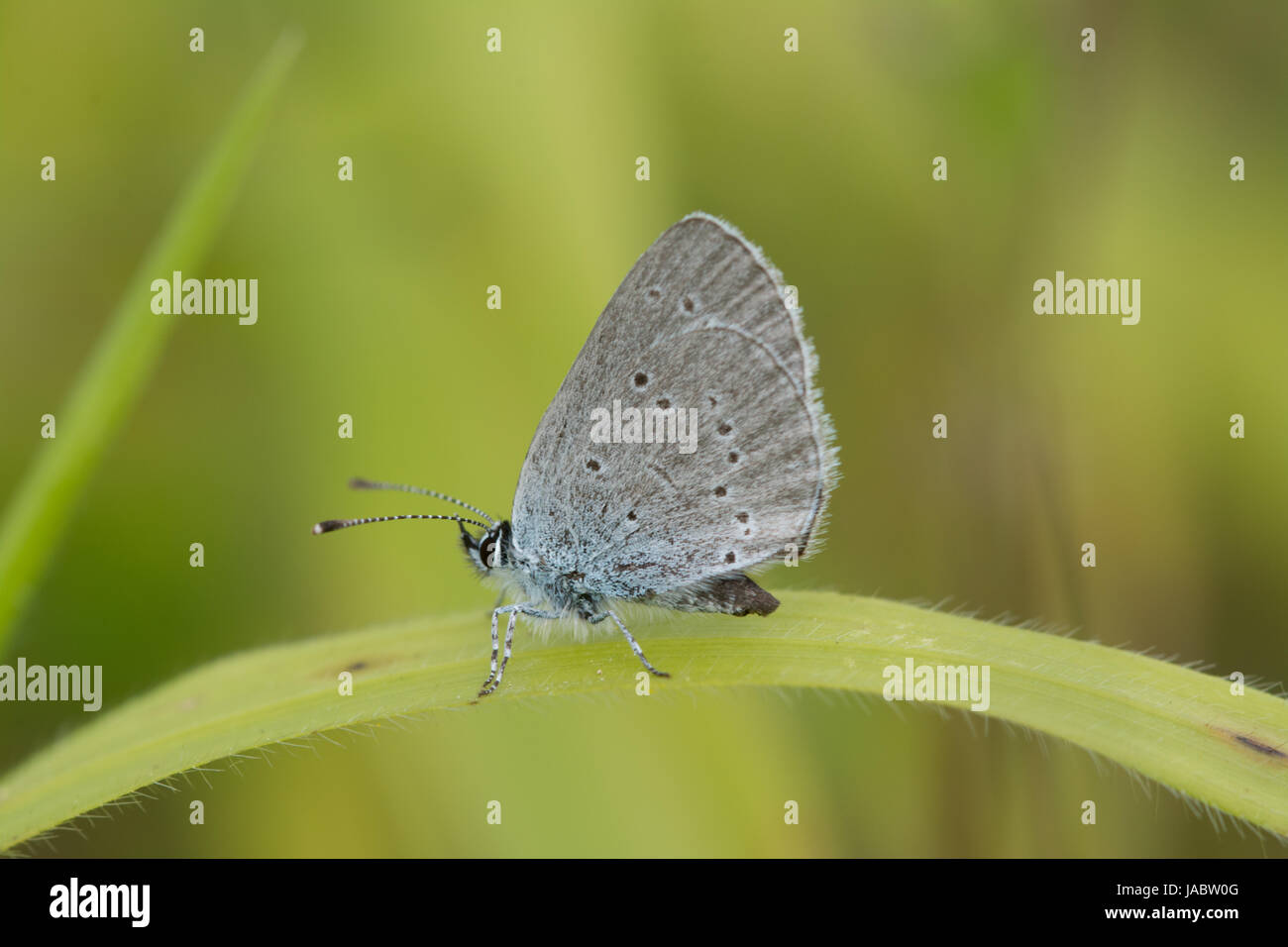 Small blue butterfly hi-res stock photography and images - Alamy