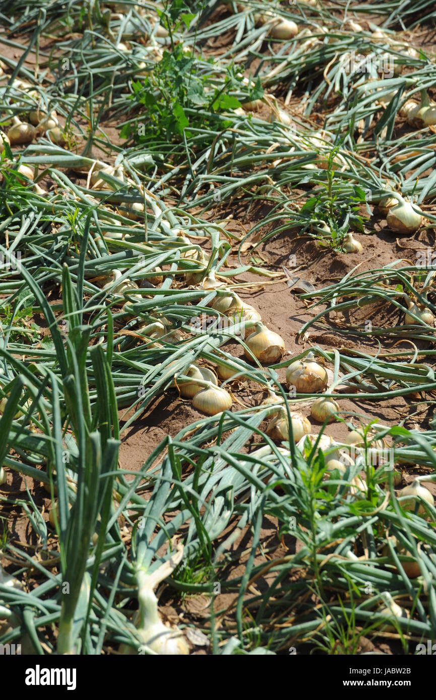 onions on the field Stock Photo - Alamy