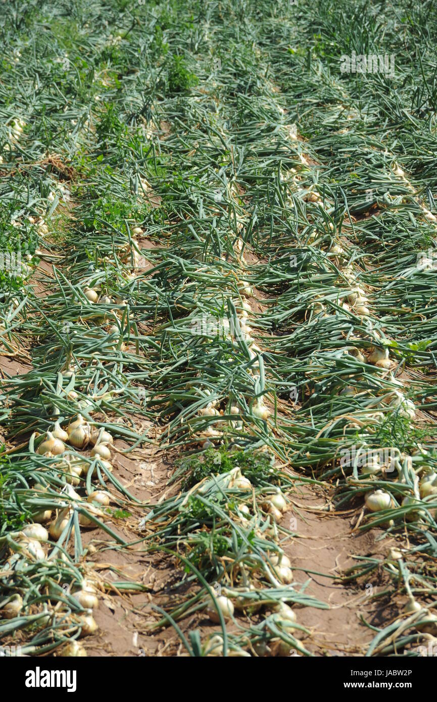onions on the field Stock Photo - Alamy