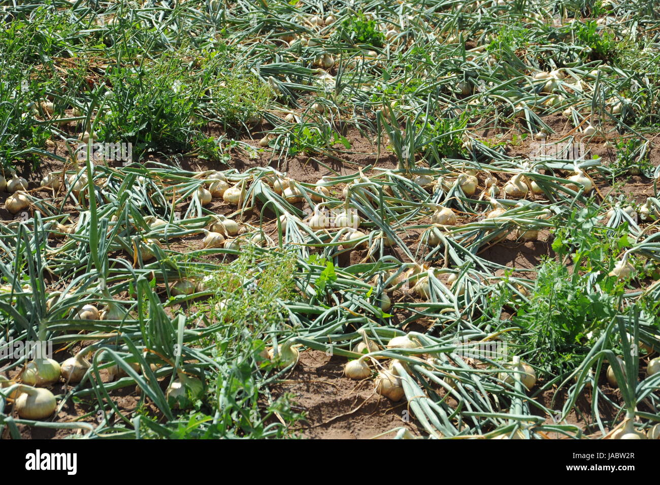 onions on the field Stock Photo - Alamy