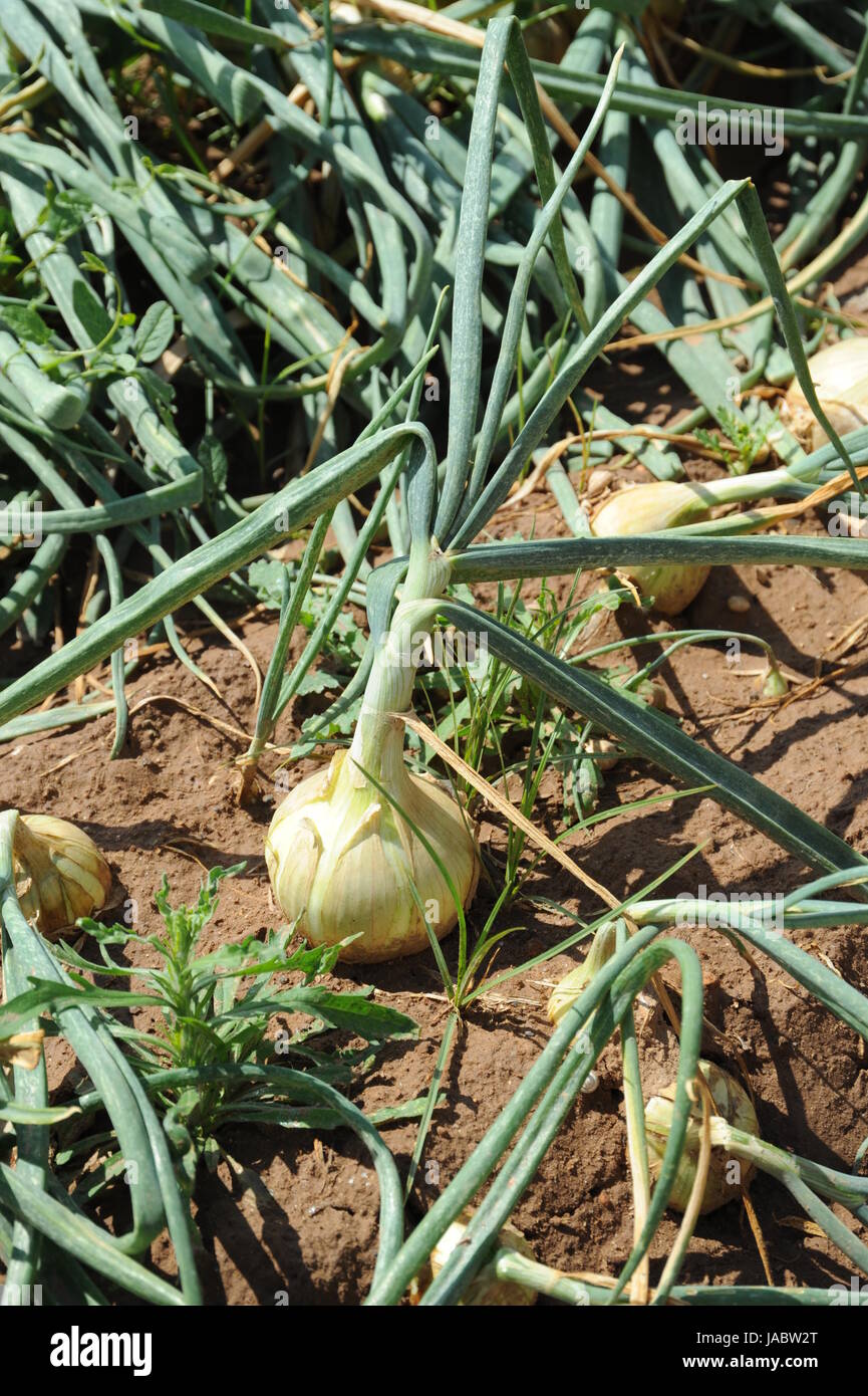onions on the field Stock Photo - Alamy