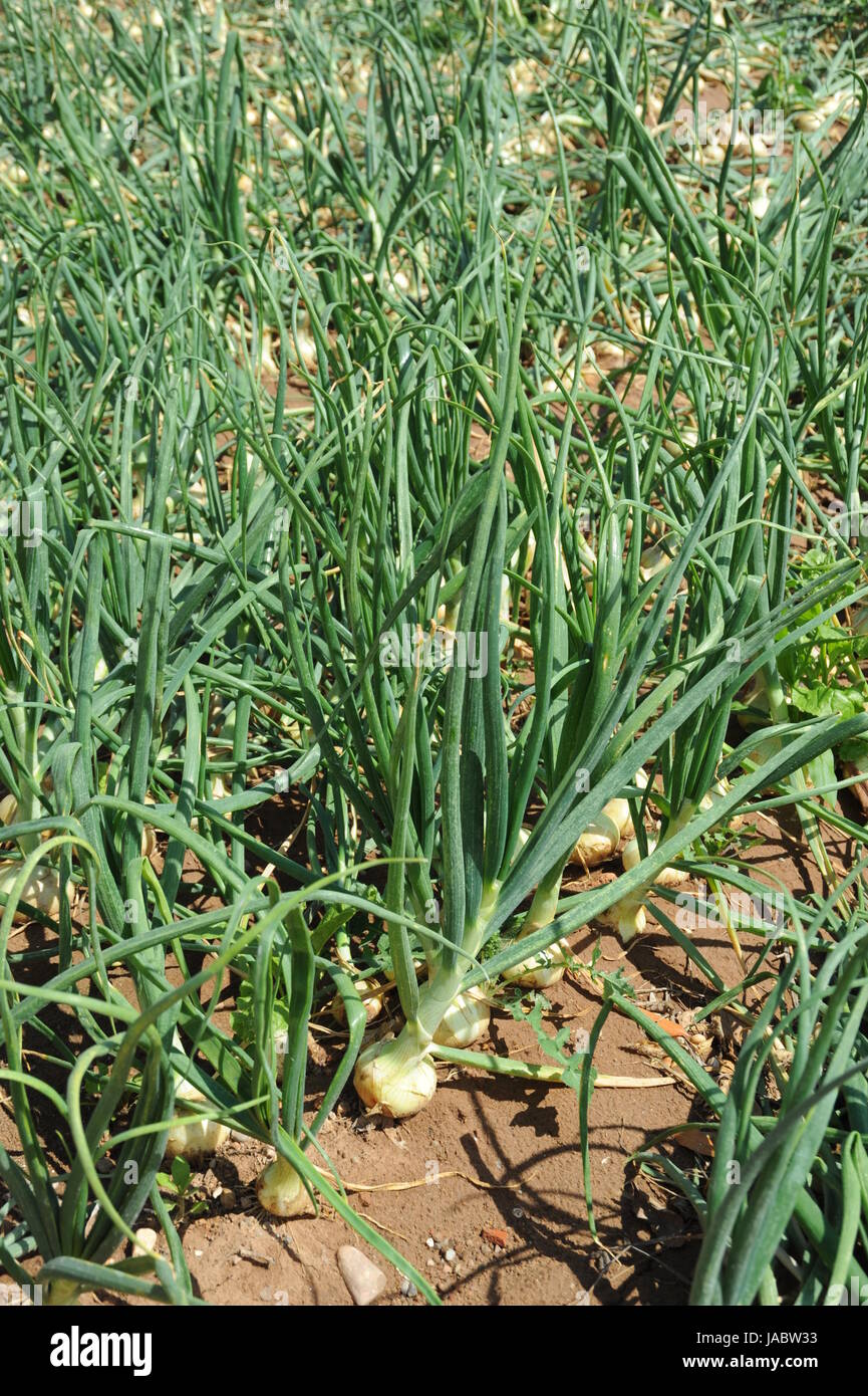 onions on the field Stock Photo - Alamy