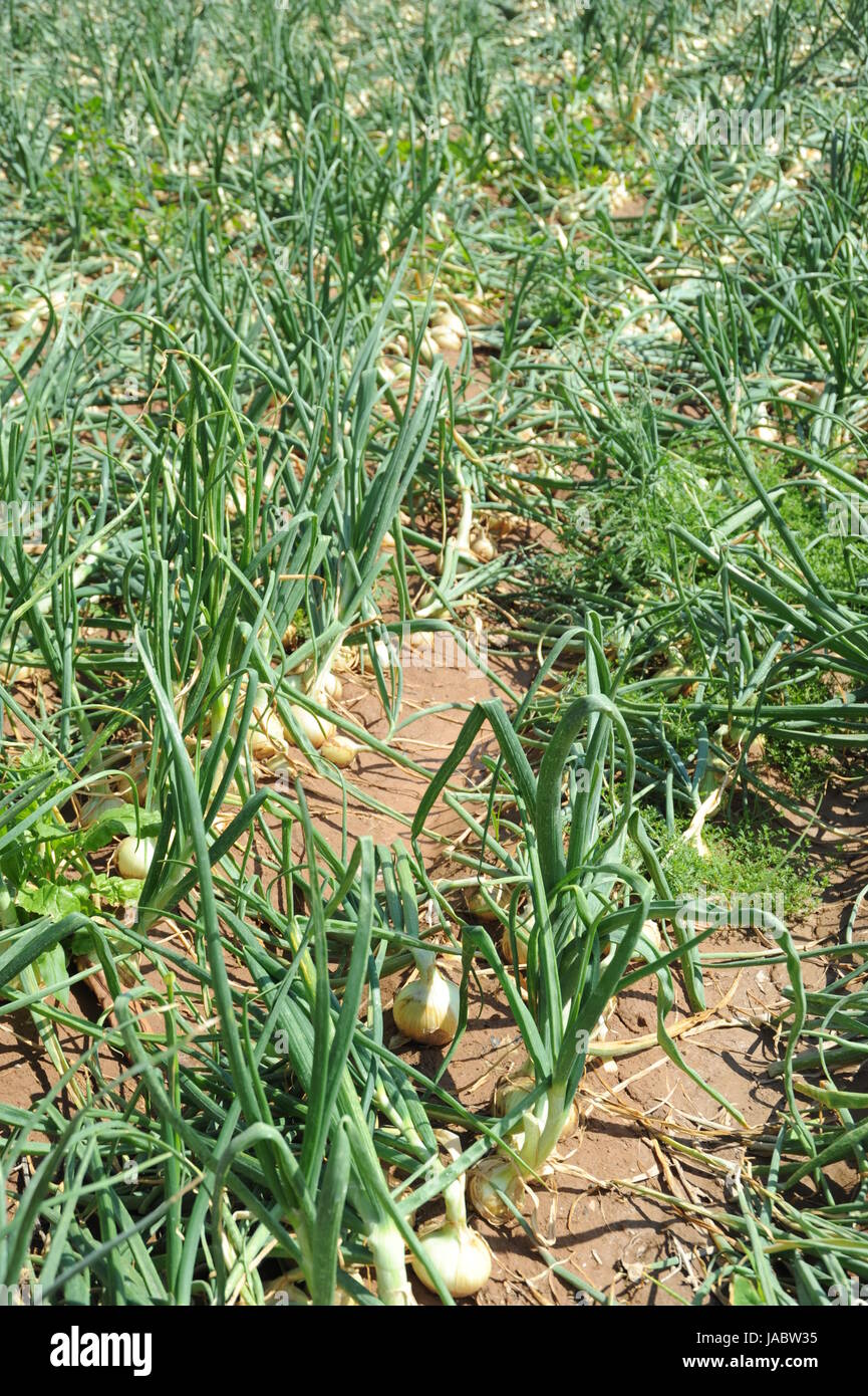 onions on the field Stock Photo - Alamy