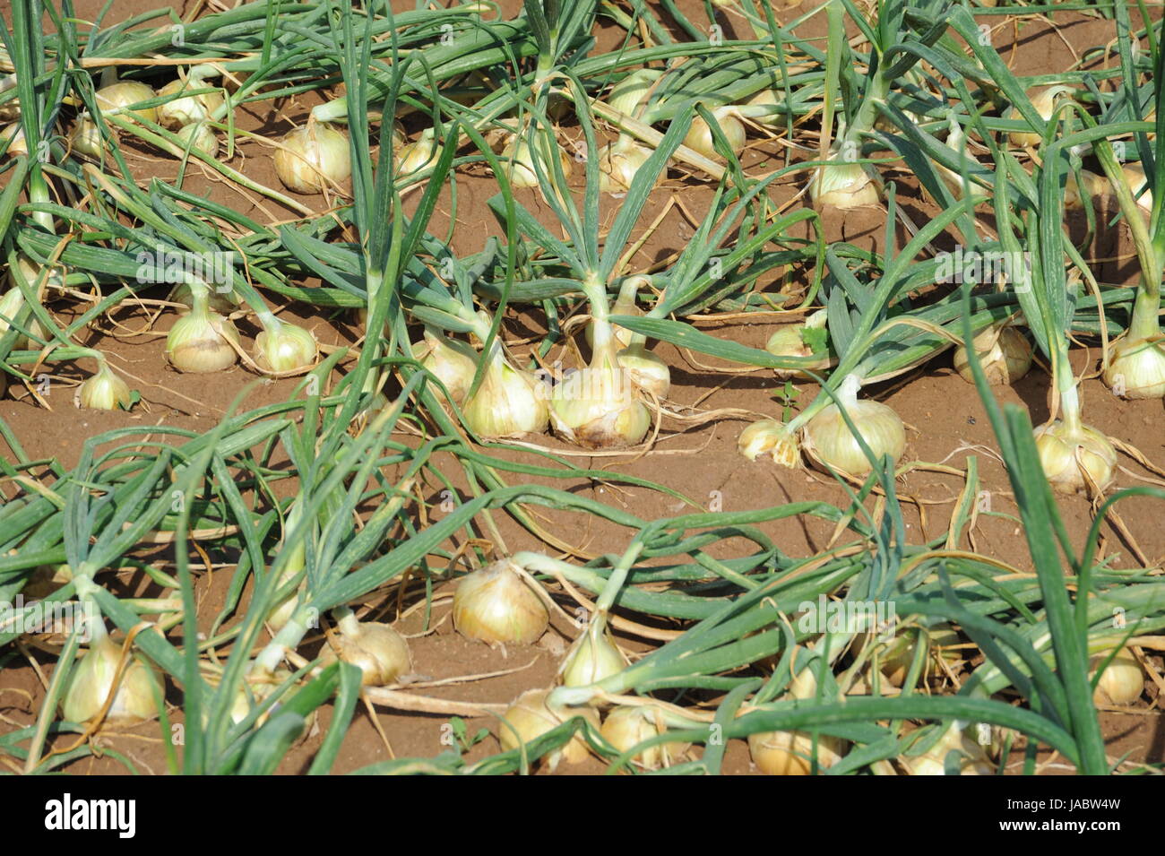 onions on the field Stock Photo - Alamy