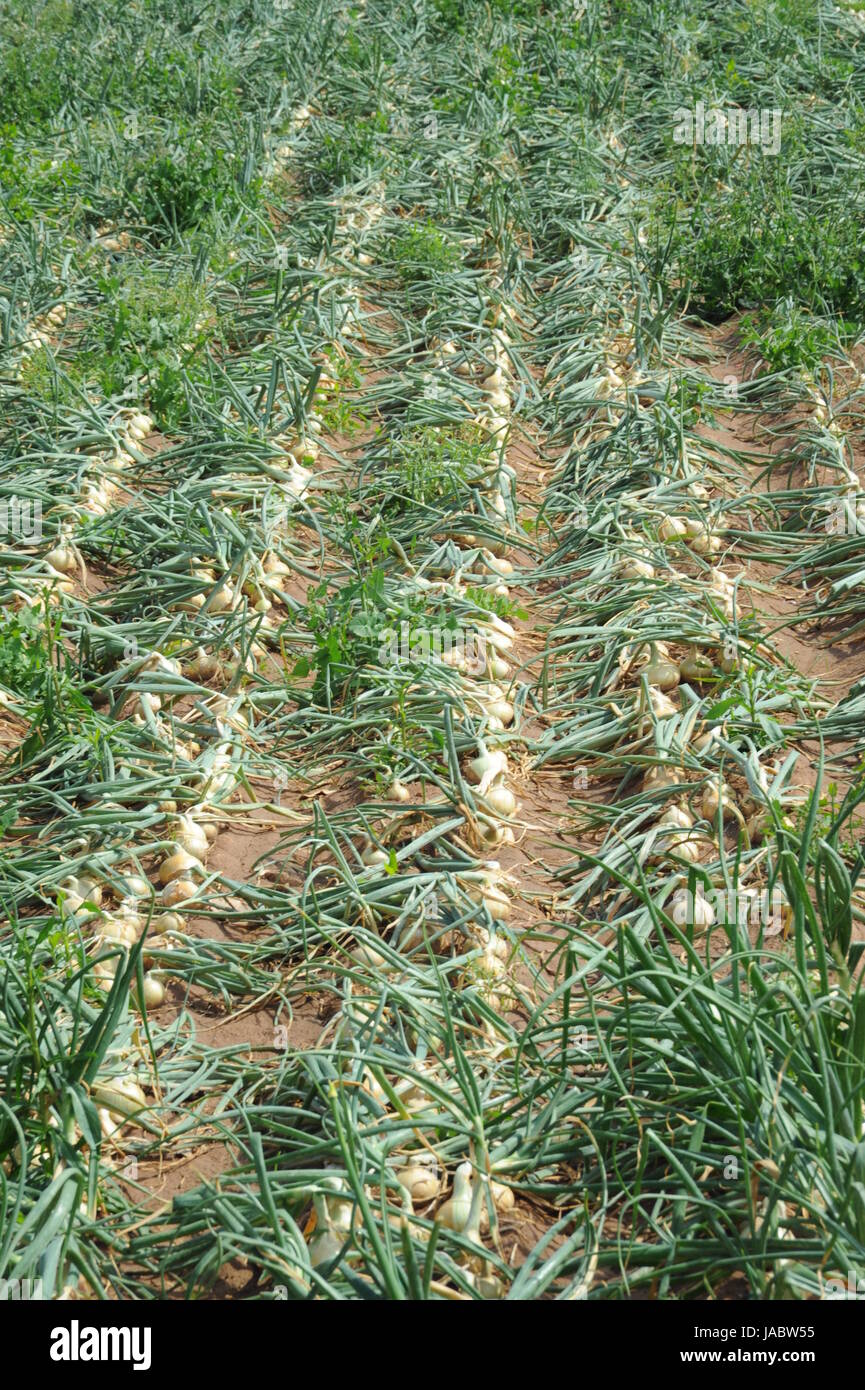 onions on the field Stock Photo - Alamy