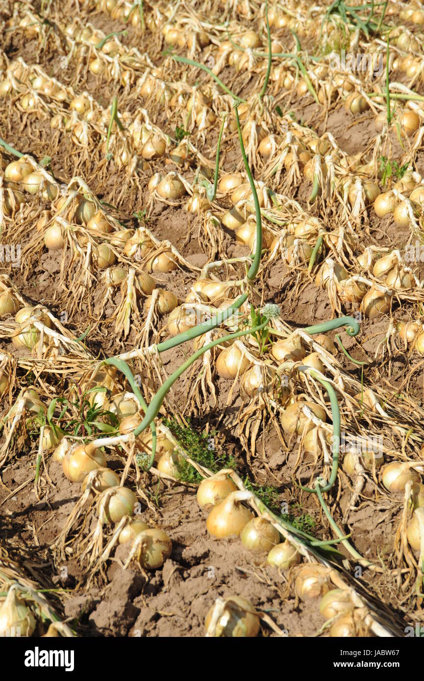 onions on the field Stock Photo - Alamy