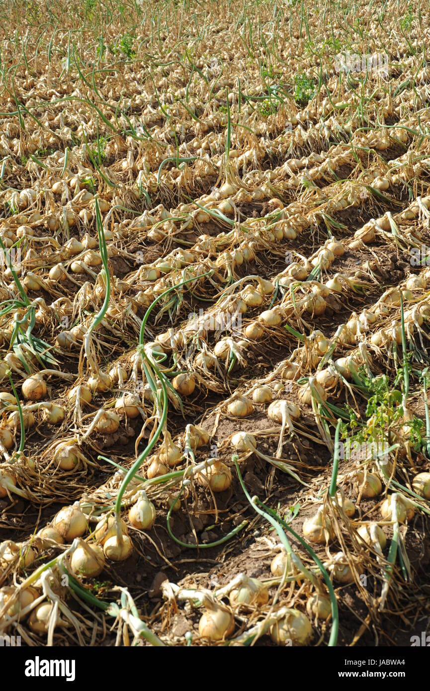 onions on the field Stock Photo - Alamy