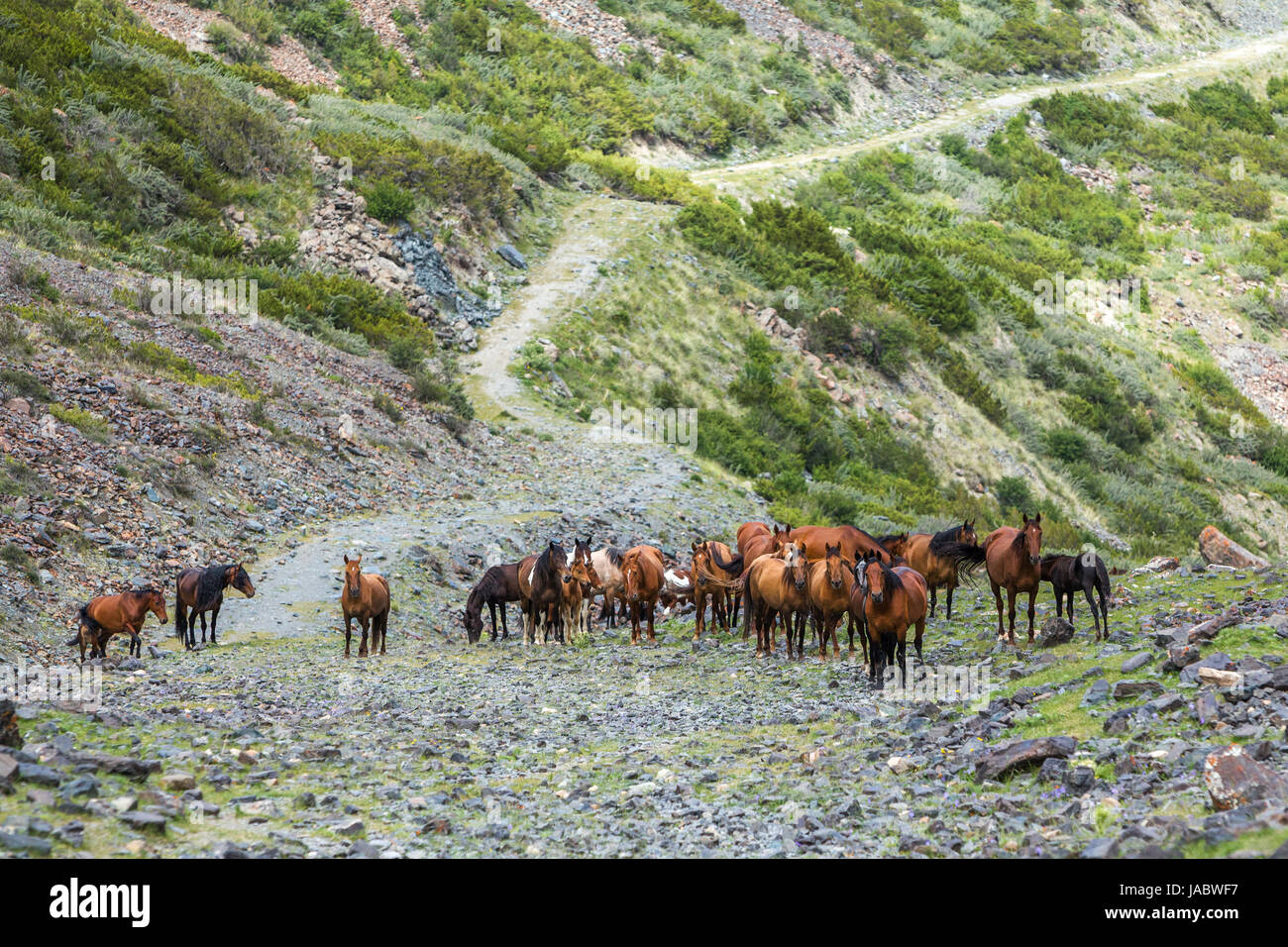 Herd of horses on stony mountain path Stock Photo - Alamy