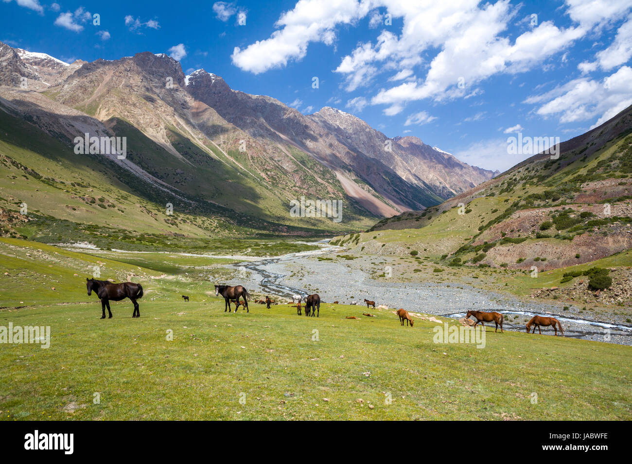 Herd of horses pasturing in Tien Shan mountains, Kyrgyzstan Stock Photo ...