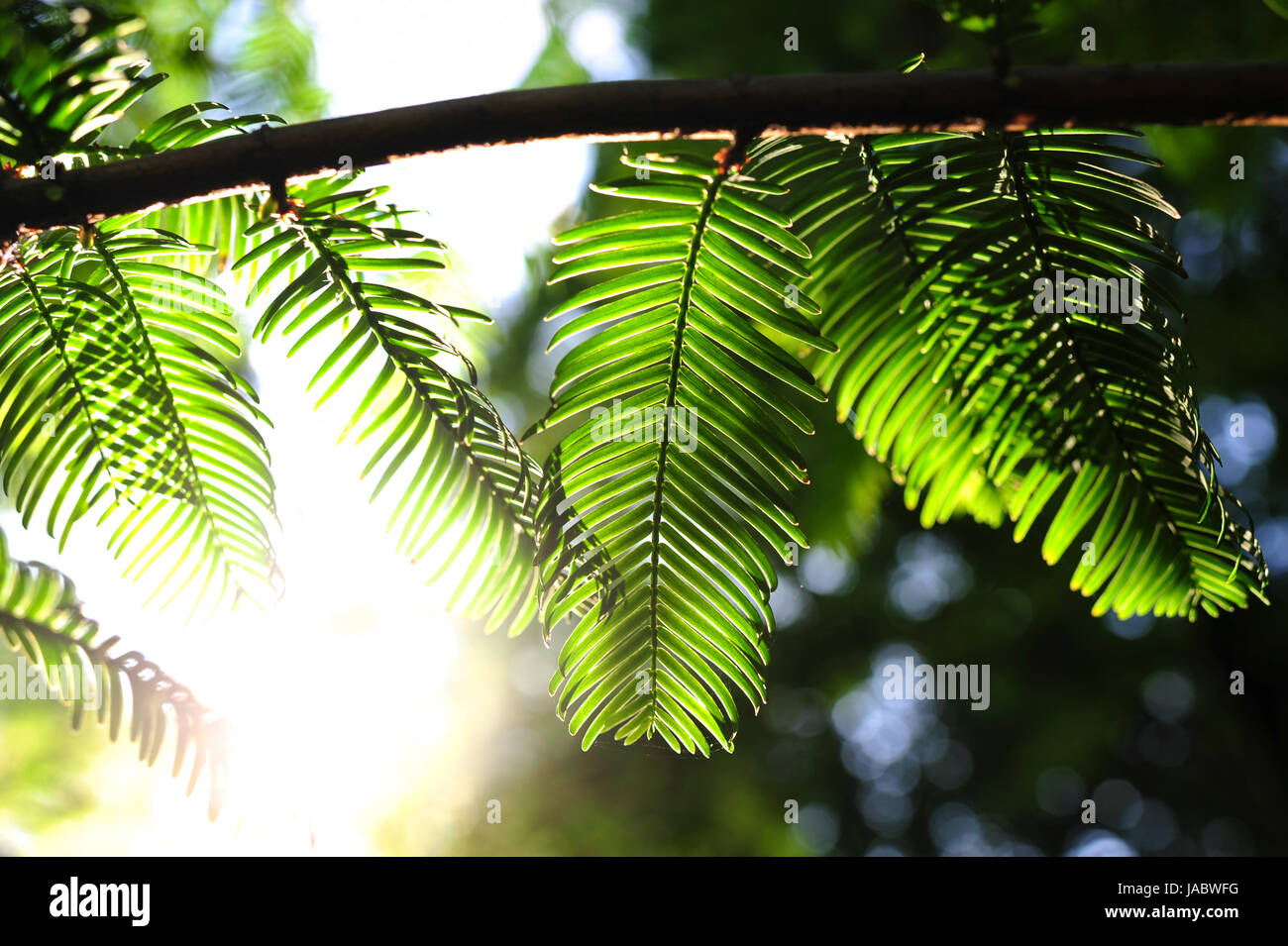 Sequoia plant hi-res stock photography and images - Alamy