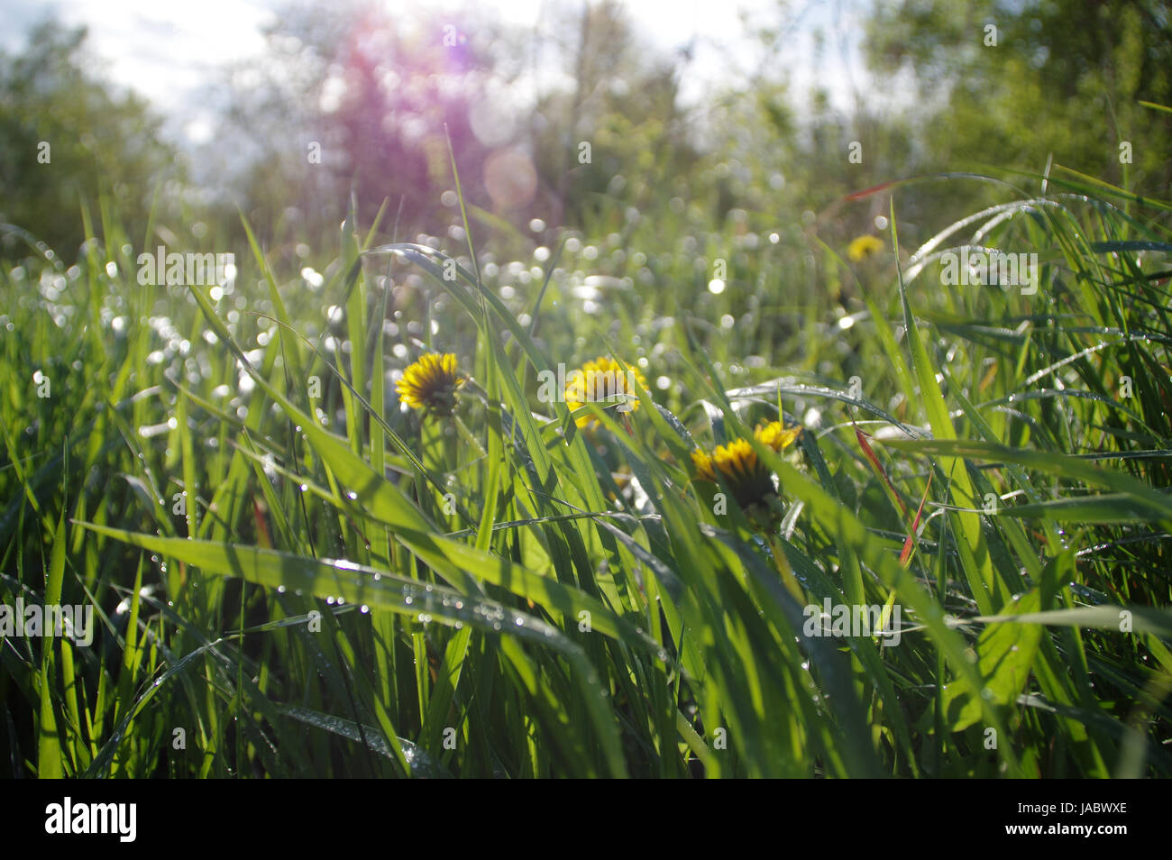 Sun lighting on wet meadow after spring rain Stock Photo - Alamy