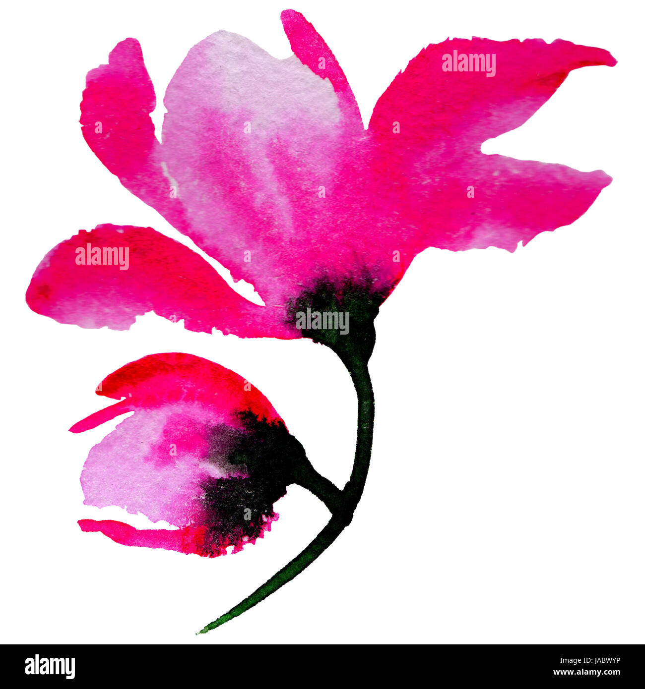 Wildflower tea rose flower in a watercolor style isolated Stock Photo ...