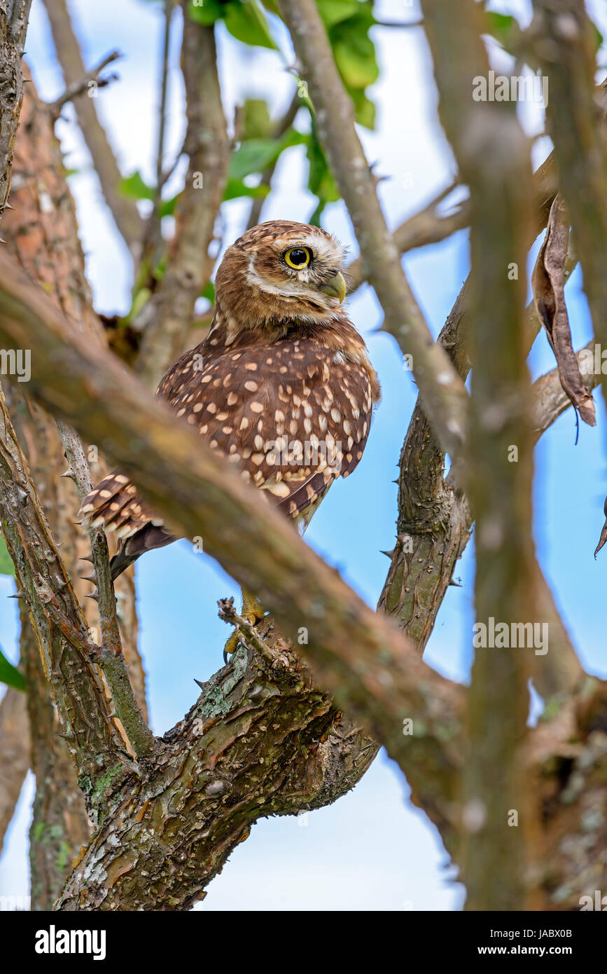 Ecosystem animals hi-res stock photography and images - Alamy