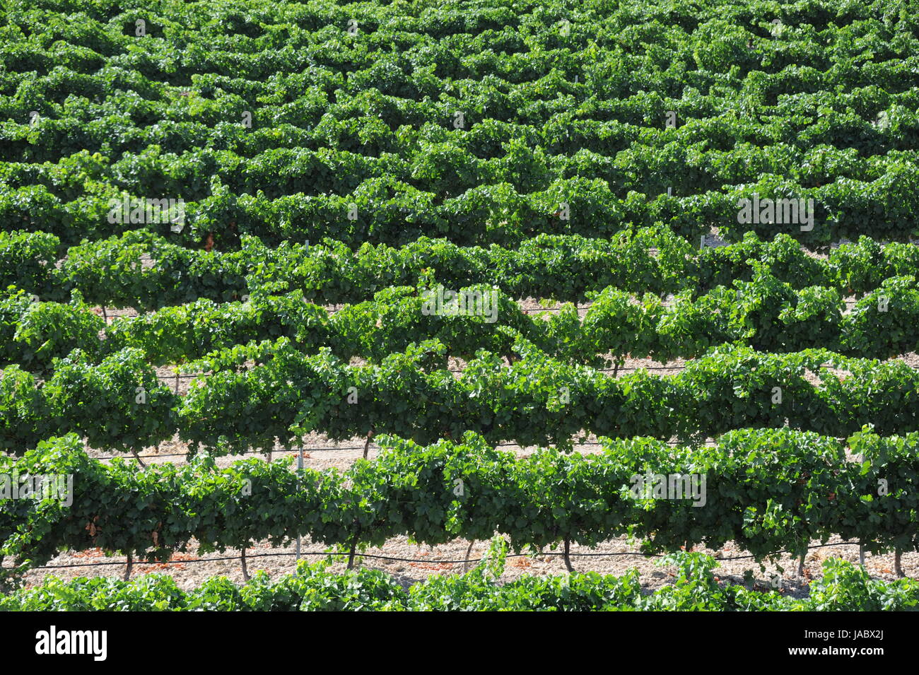 spain - wine field - grapes Stock Photo - Alamy