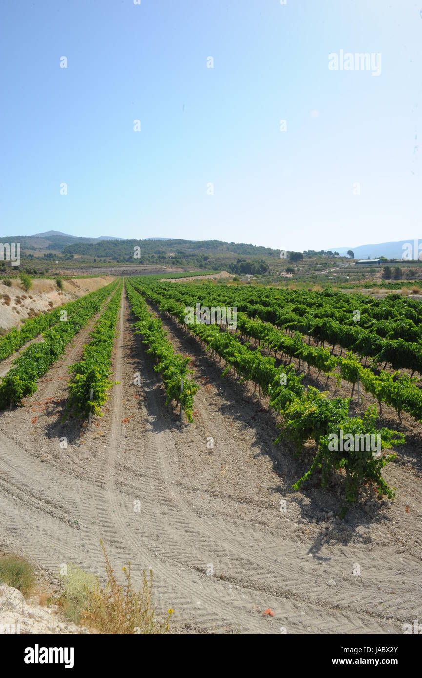 spain - wine field - grapes Stock Photo - Alamy