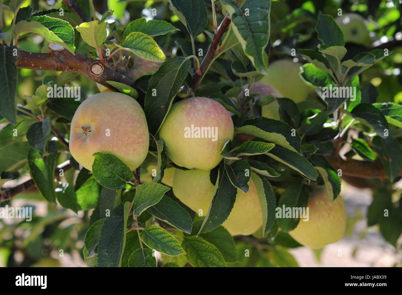 spain - apples trees Stock Photo - Alamy