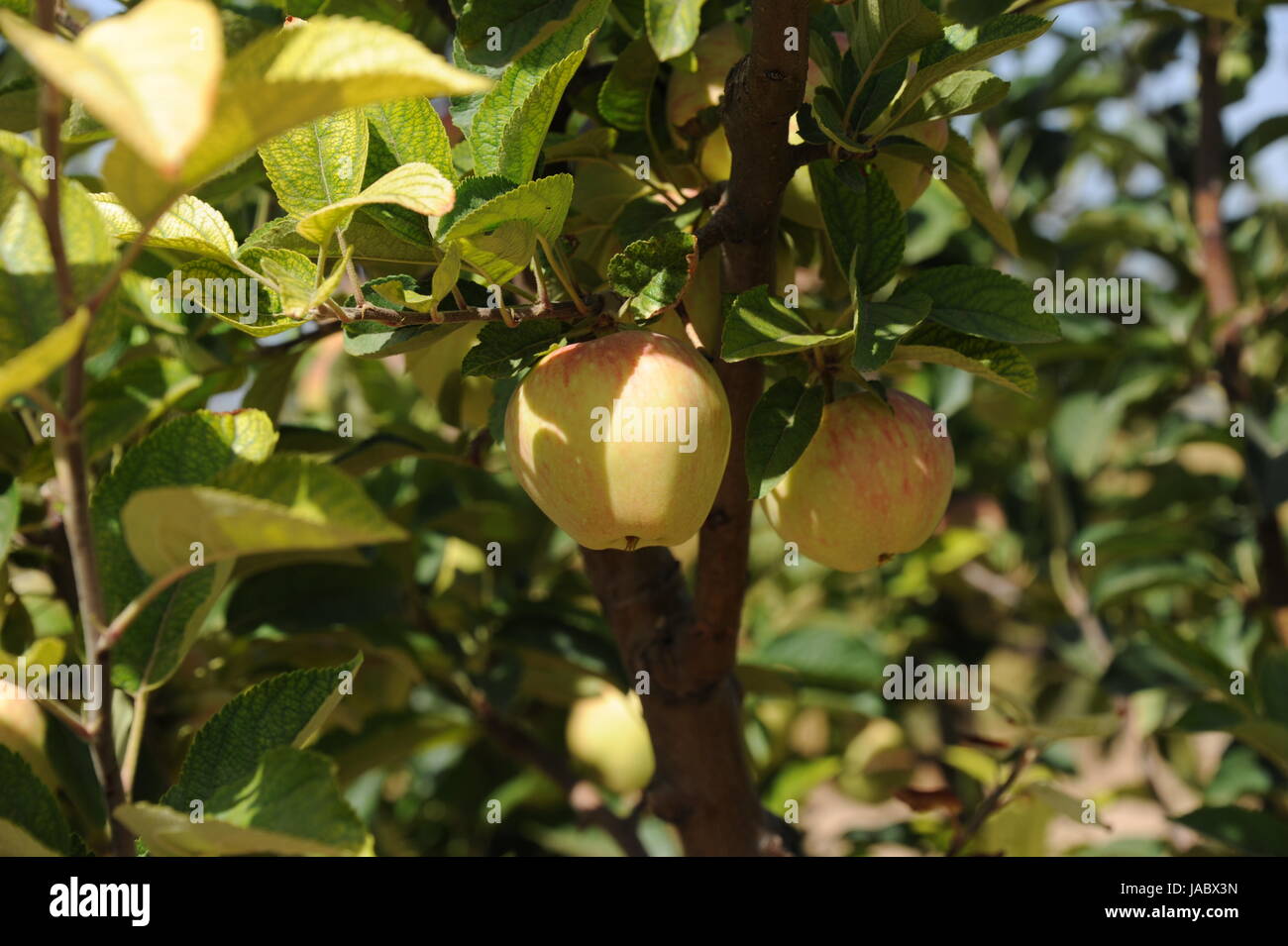 spain - furniture trees Stock Photo - Alamy