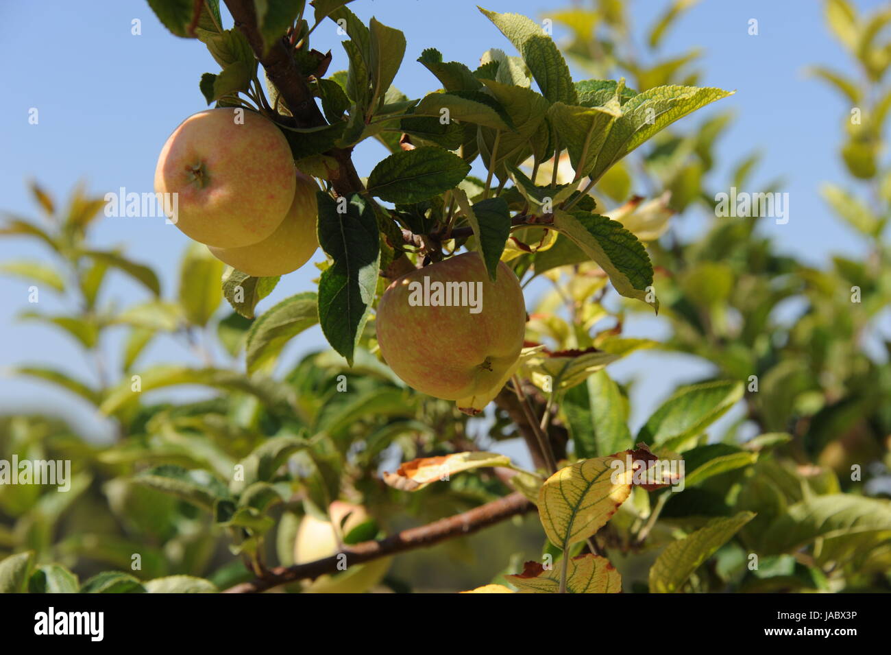 spain - apples trees Stock Photo - Alamy