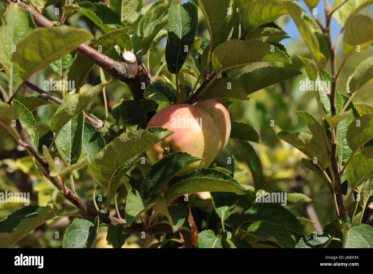 spain - apples trees Stock Photo - Alamy