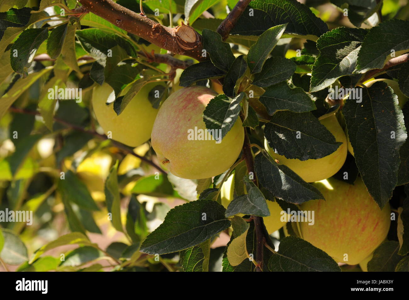 spain - furniture trees Stock Photo - Alamy