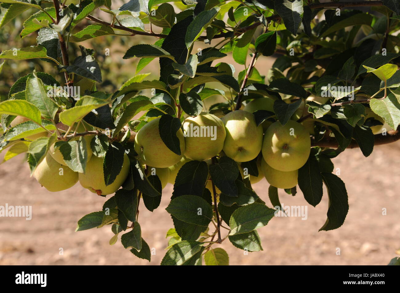 spain - furniture trees Stock Photo - Alamy