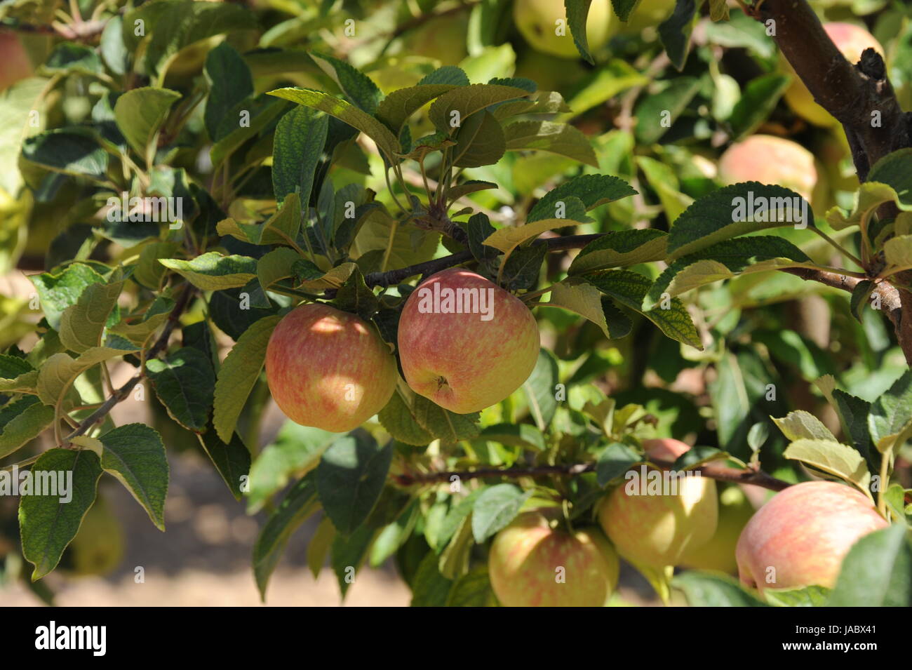 spain - furniture trees Stock Photo - Alamy