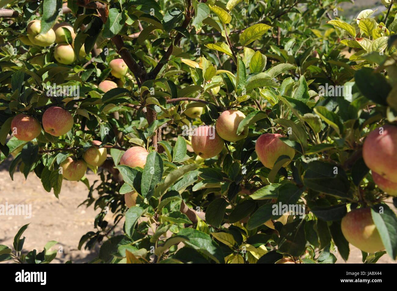 spain - furniture trees Stock Photo - Alamy