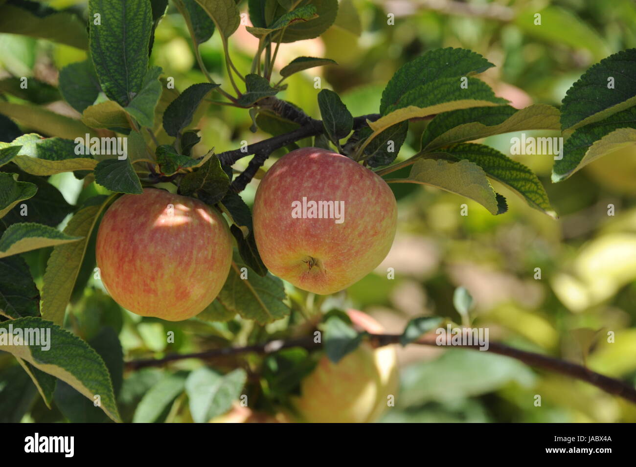 spain - furniture trees Stock Photo - Alamy