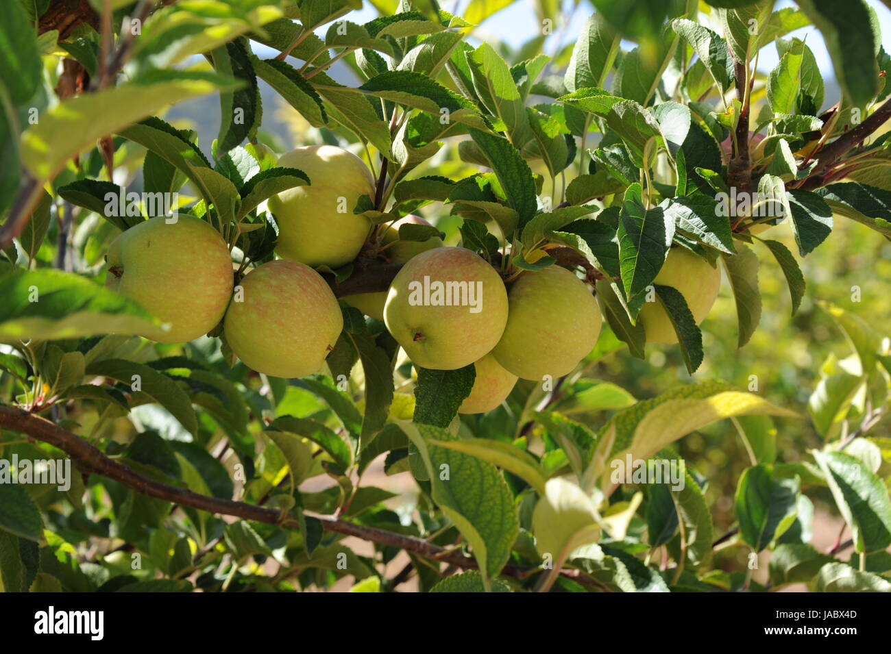 spain - furniture trees Stock Photo - Alamy