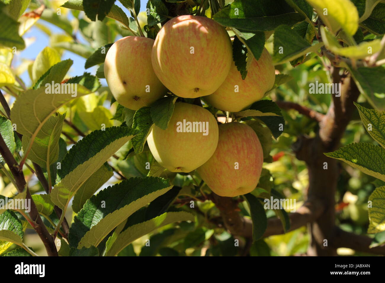 spain - apples trees Stock Photo - Alamy