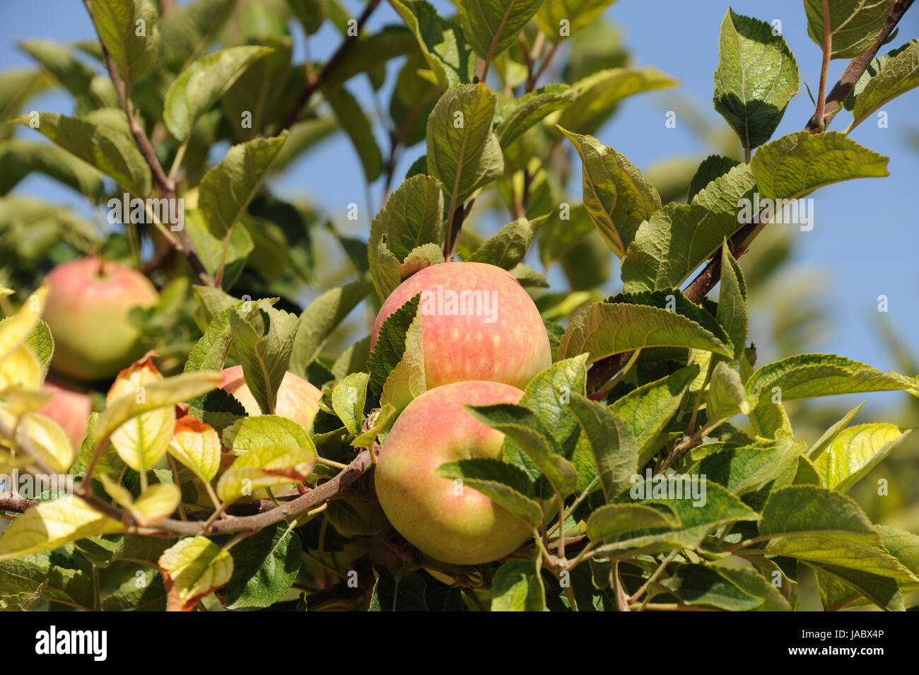 spain - apples trees Stock Photo - Alamy