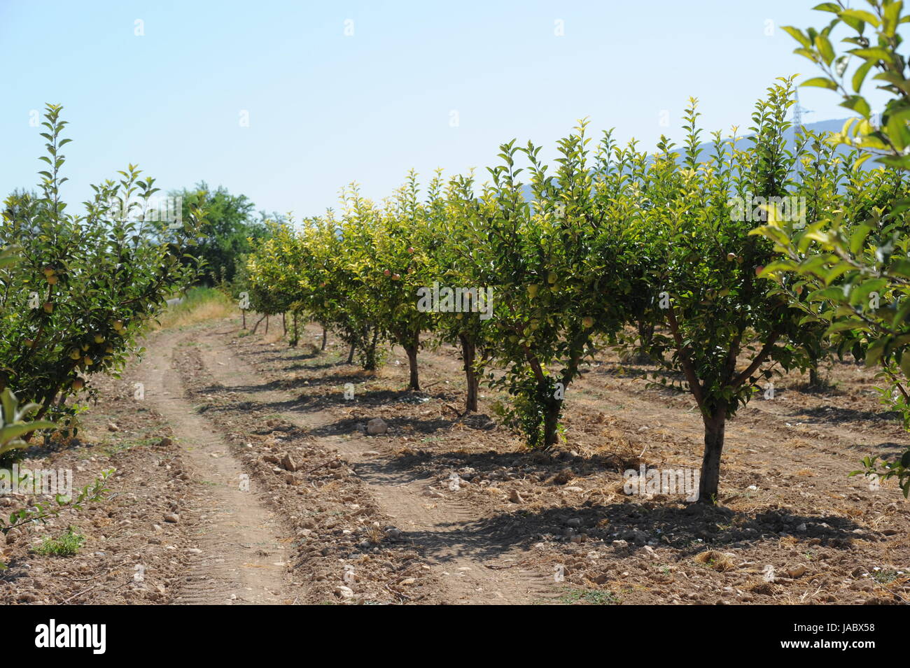 spain - furniture trees Stock Photo - Alamy