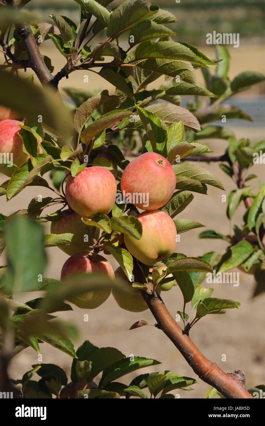 spain - furniture trees Stock Photo - Alamy