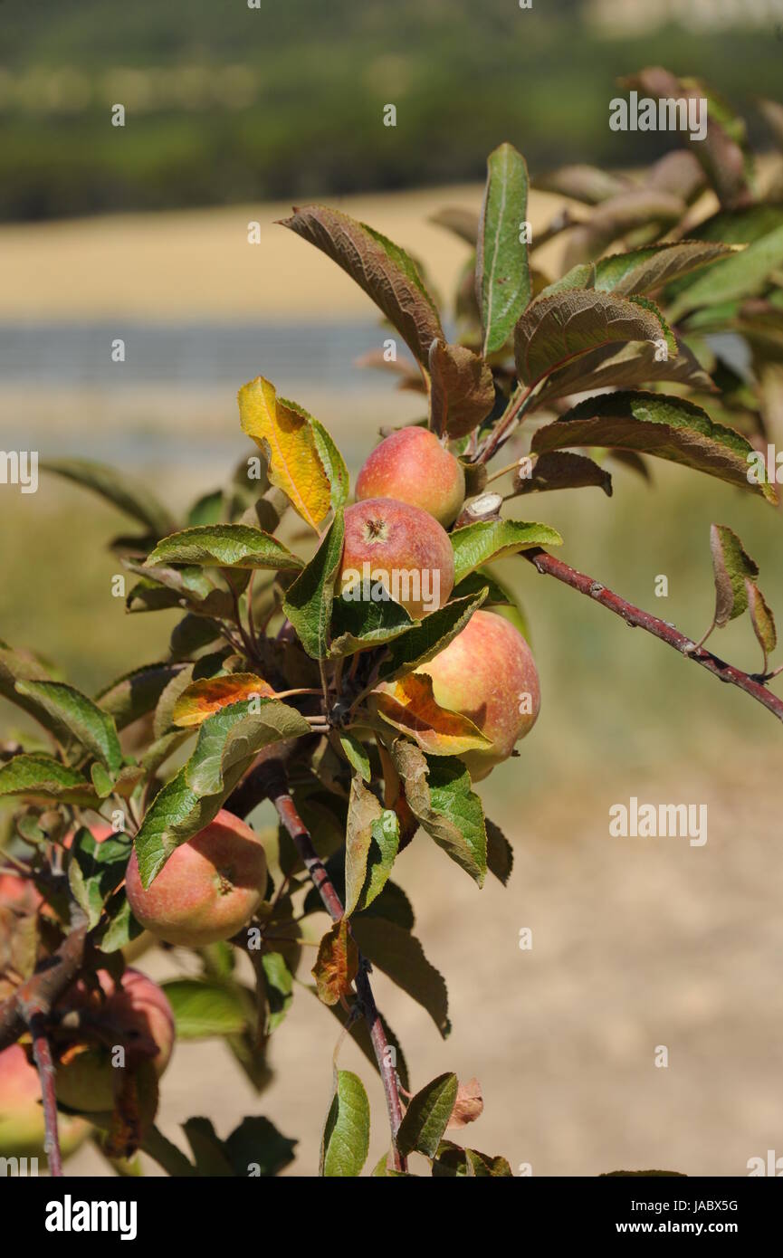 spain - furniture trees Stock Photo - Alamy