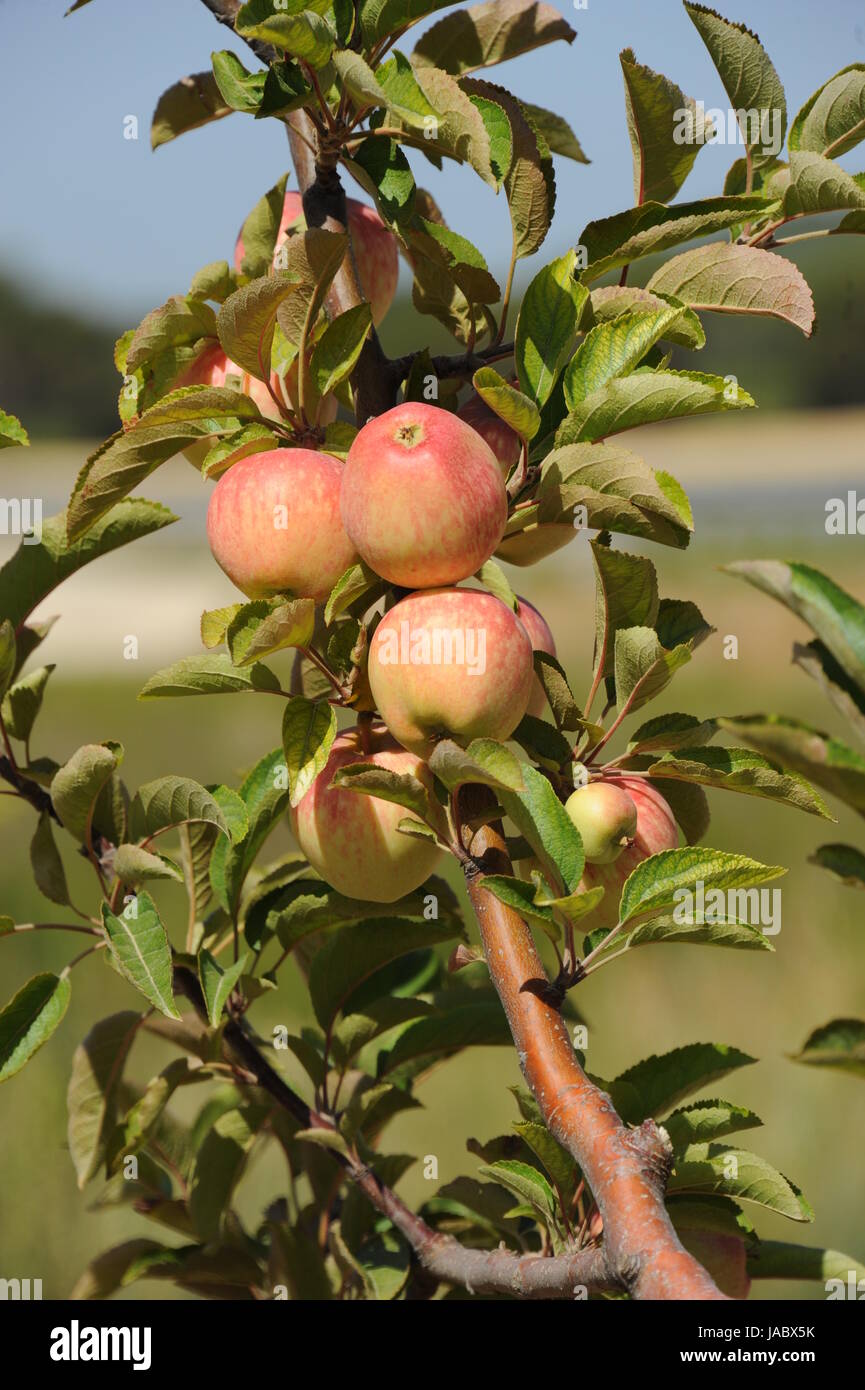 spain - furniture trees Stock Photo - Alamy