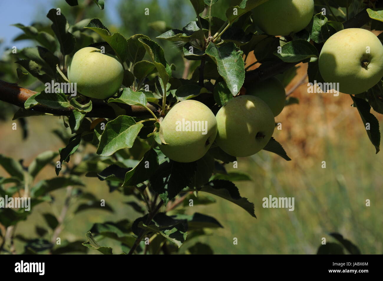 spain - furniture trees Stock Photo - Alamy