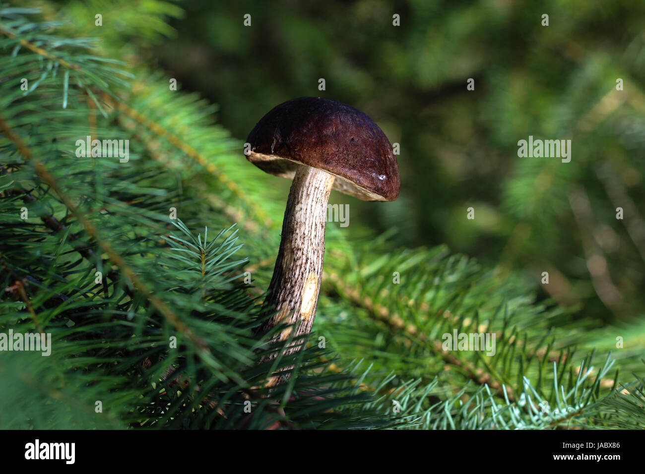 Birkenpilz am der Fichte Stock Photo - Alamy