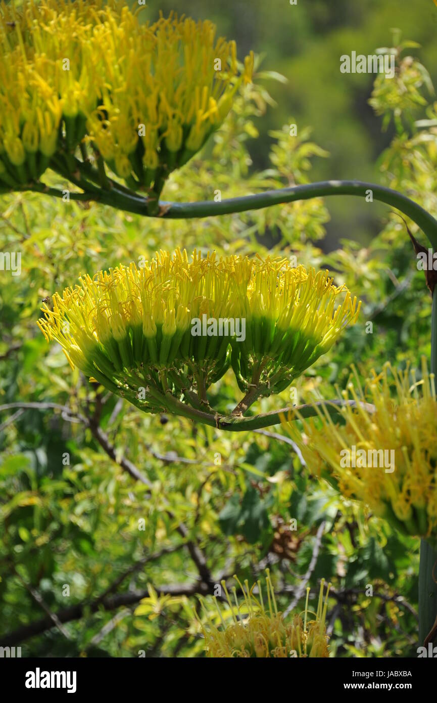 spain - agave Stock Photo - Alamy