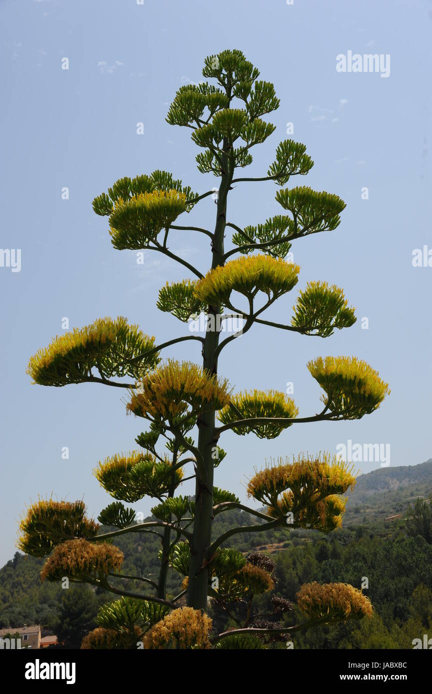 spain - agave Stock Photo - Alamy