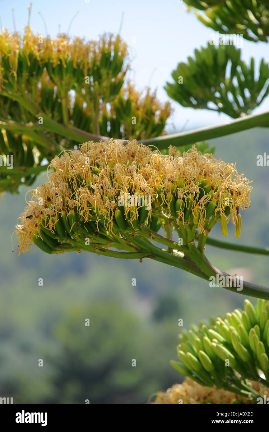spain - agave Stock Photo - Alamy