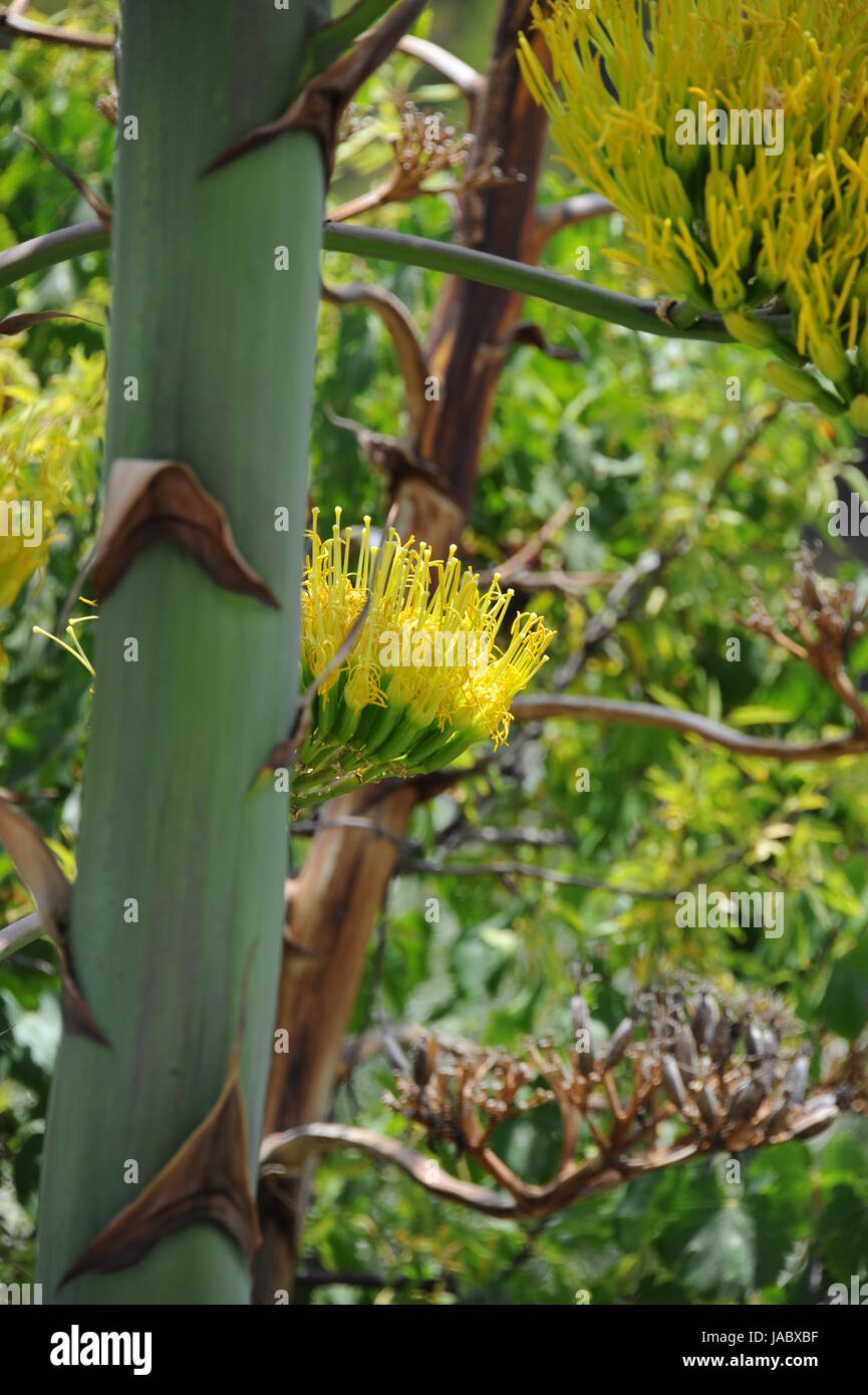 spain - agave Stock Photo - Alamy