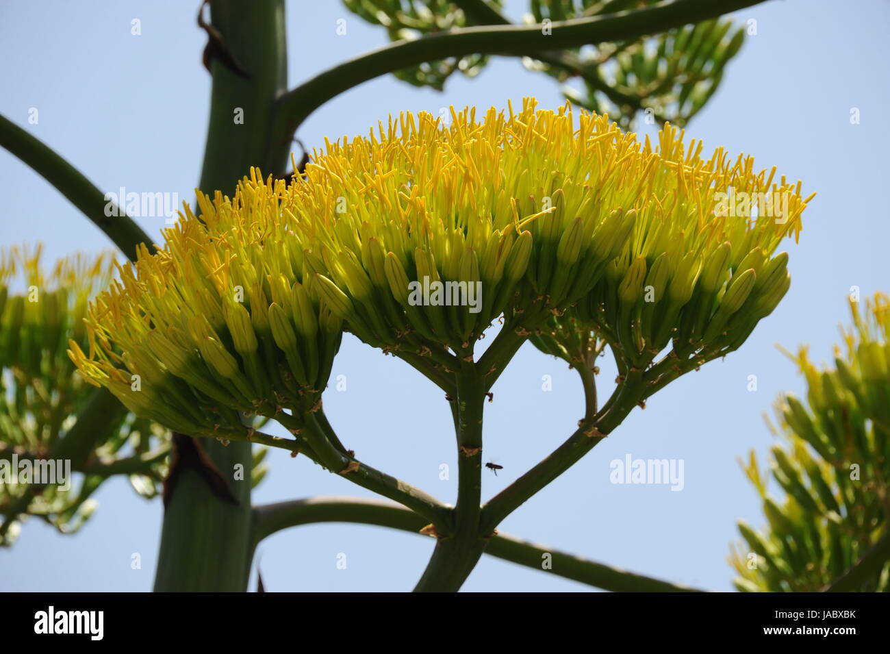 spain - agave Stock Photo - Alamy