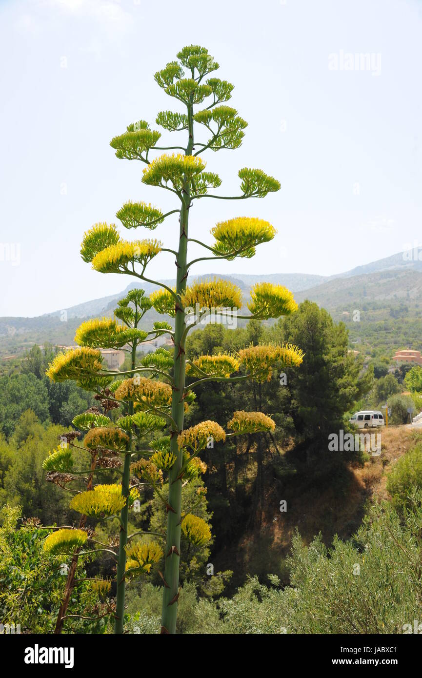 spain - agave Stock Photo - Alamy