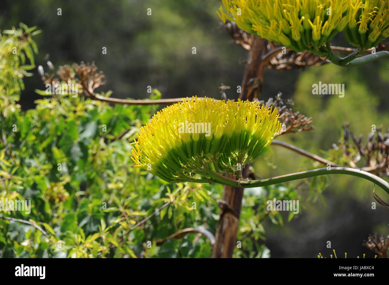 spain - agave Stock Photo - Alamy