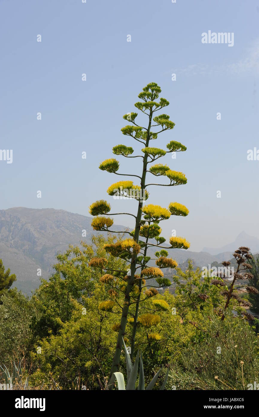 spain - agave Stock Photo - Alamy