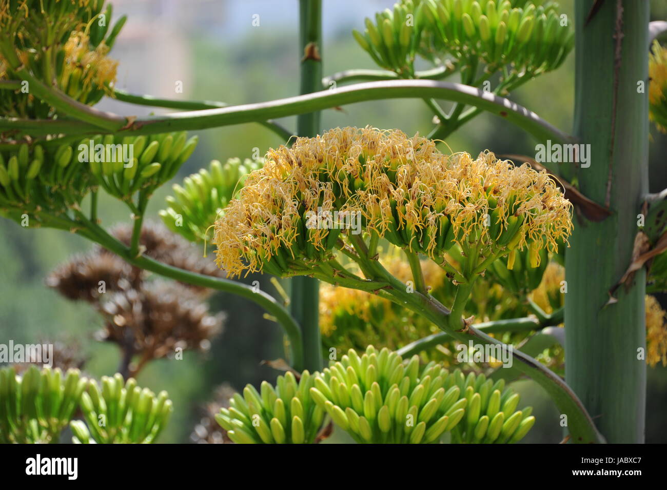 spain - agave Stock Photo - Alamy