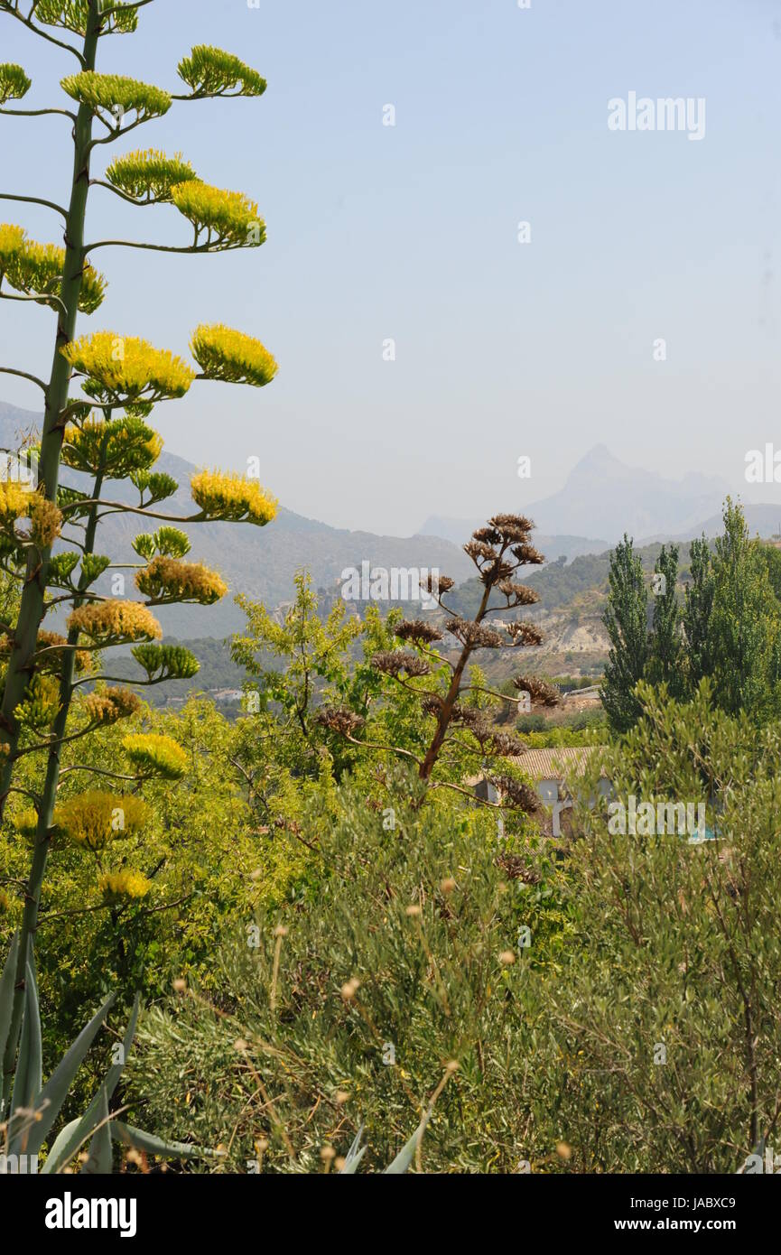 spain - agave Stock Photo - Alamy